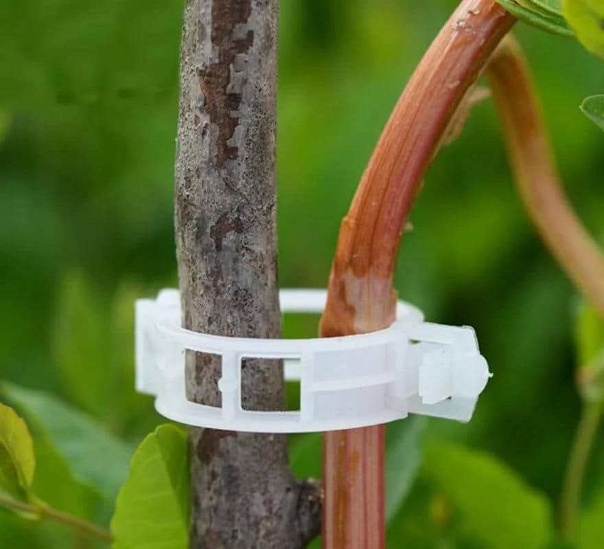 Augalų atraminiai spaustukai sodo pomidorų daržovių vynmedžiams ...